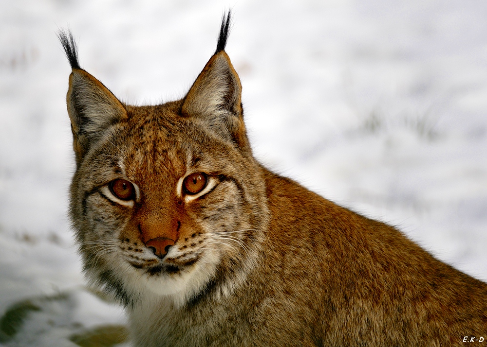 Luchs... Foto & Bild | tiere, zoo, wildpark & falknerei, säugetiere ...