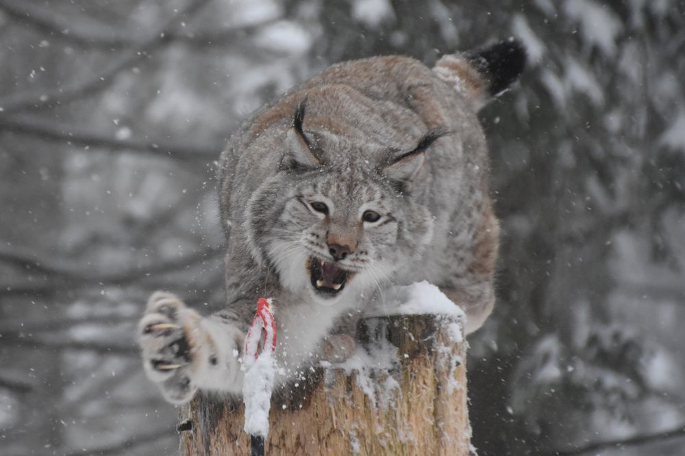 Luchs Foto & Bild | tiere, natur Bilder auf fotocommunity
