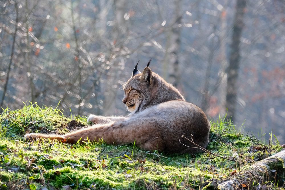 Luchs Foto & Bild | tiere, wildlife, outdoor Bilder auf fotocommunity