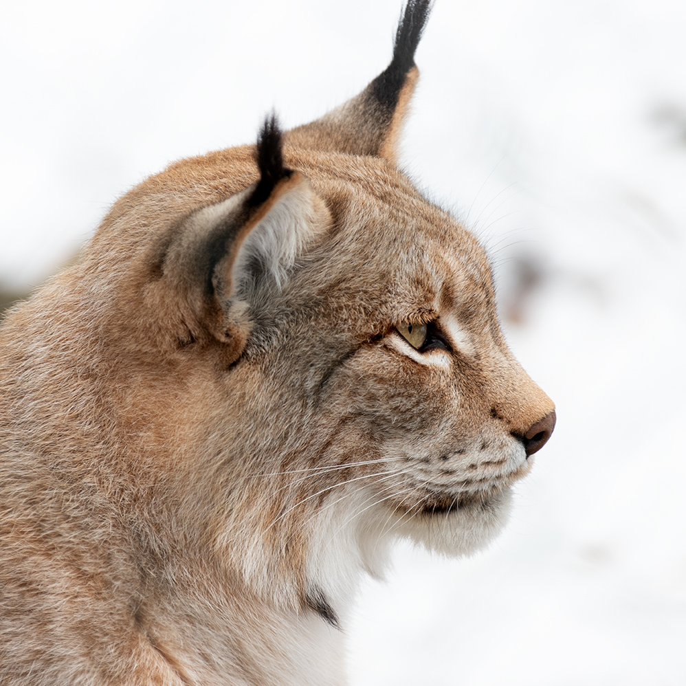 Luchs Foto & Bild | canon, world, schnee Bilder auf fotocommunity