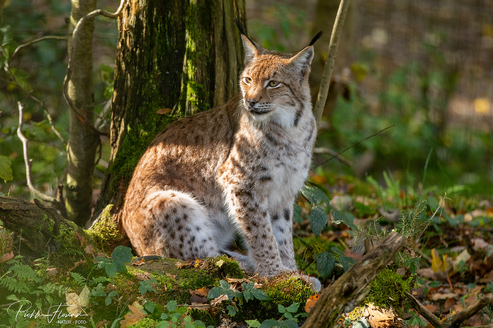 Luchs Foto & Bild | tiere, zoo, wildpark & falknerei, wildtiere Bilder ...
