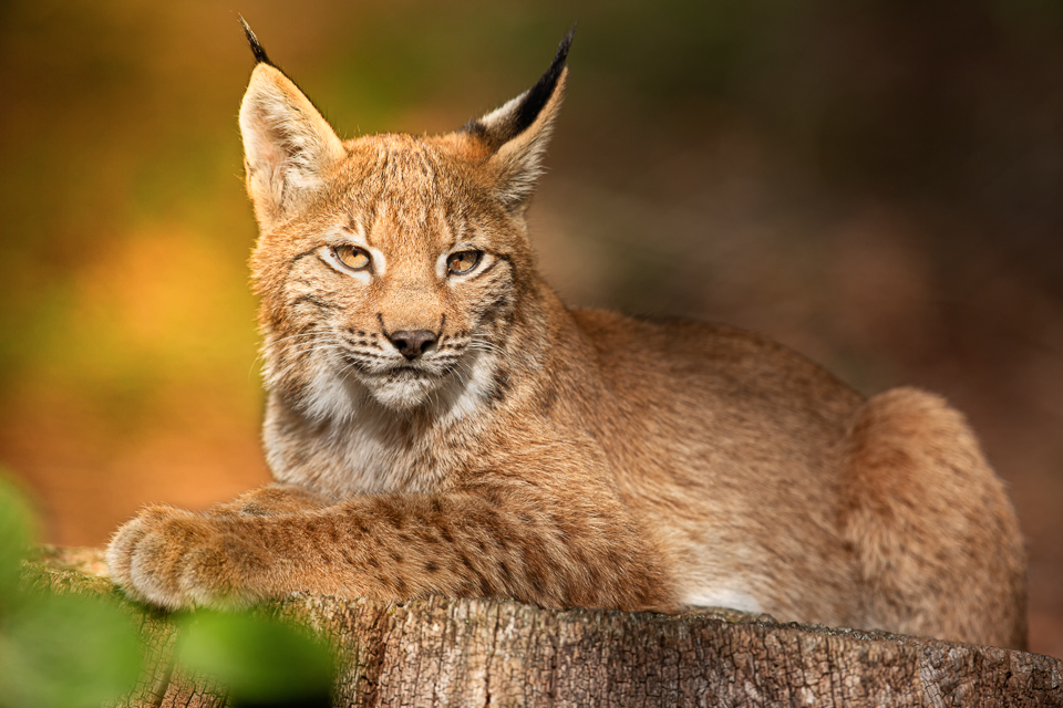 Luchs Foto & Bild | natur, zoo, tiere Bilder auf fotocommunity