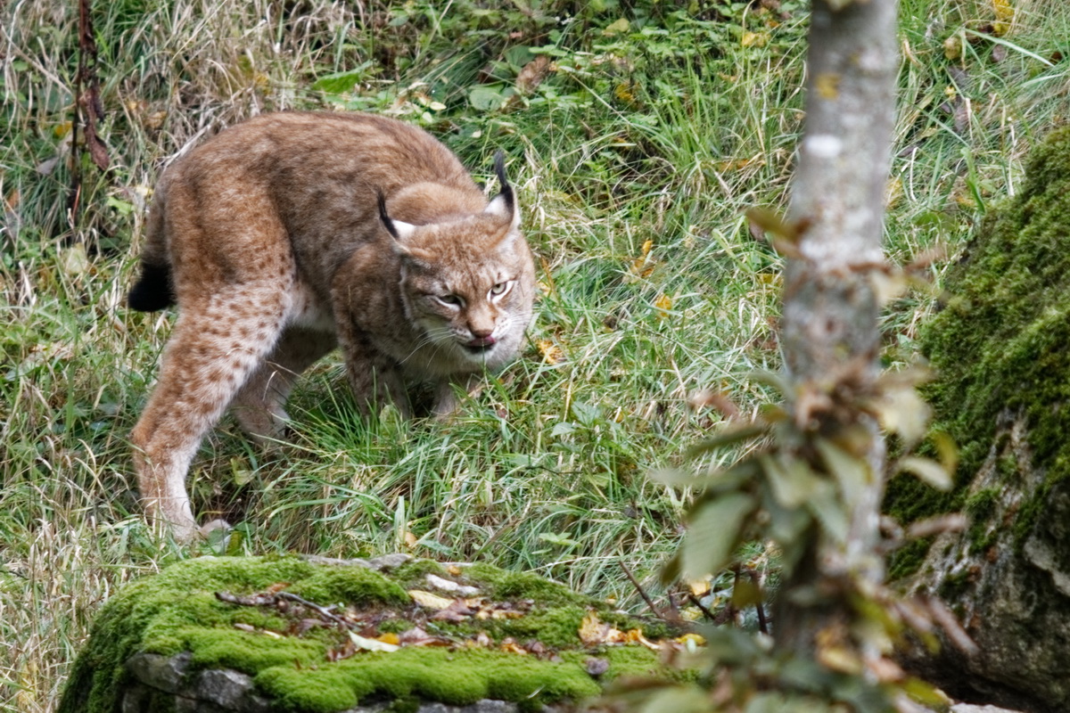 Luchs Foto & Bild | tiere, zoo, wildpark & falknerei, säugetiere Bilder ...