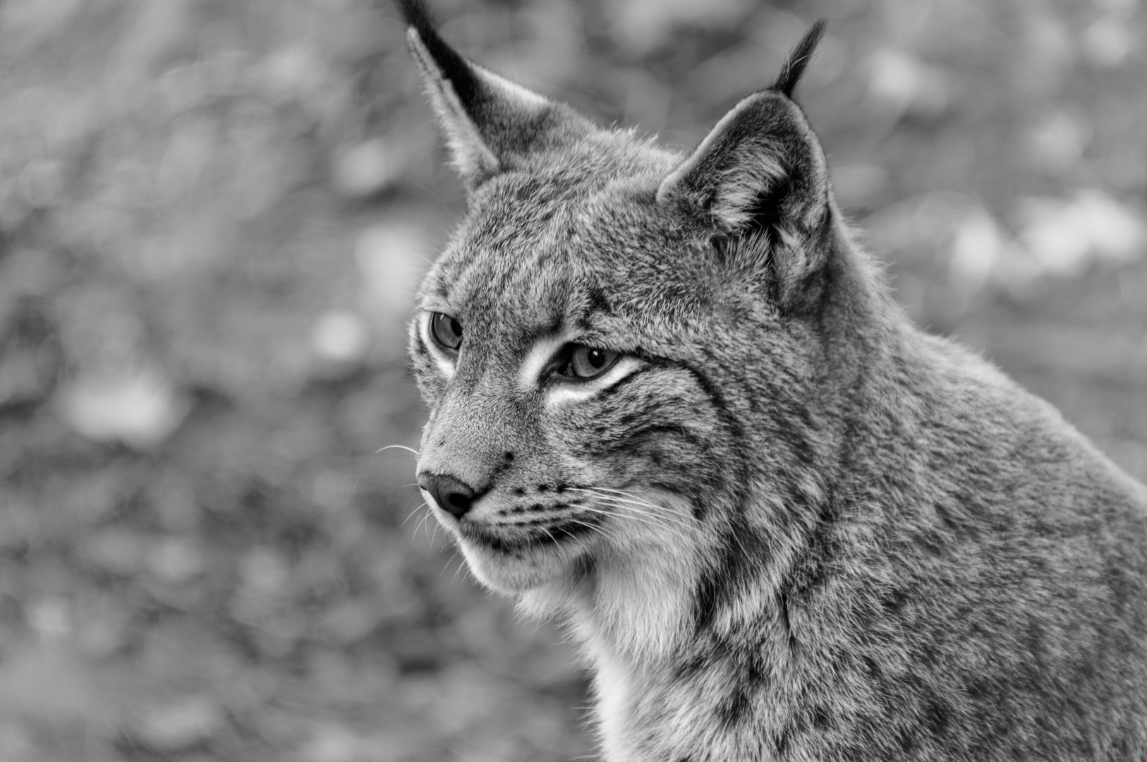 Luchs Foto & Bild | natur, digiart, monochrom Bilder auf fotocommunity