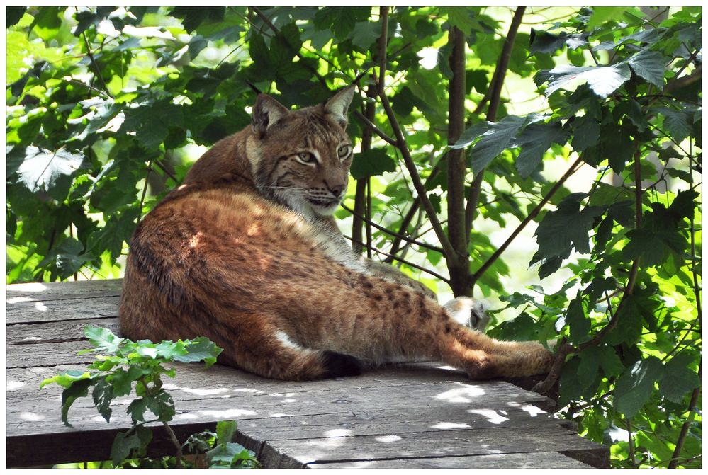Luchs Foto & Bild | tiere, zoo, wildpark & falknerei, säugetiere Bilder ...