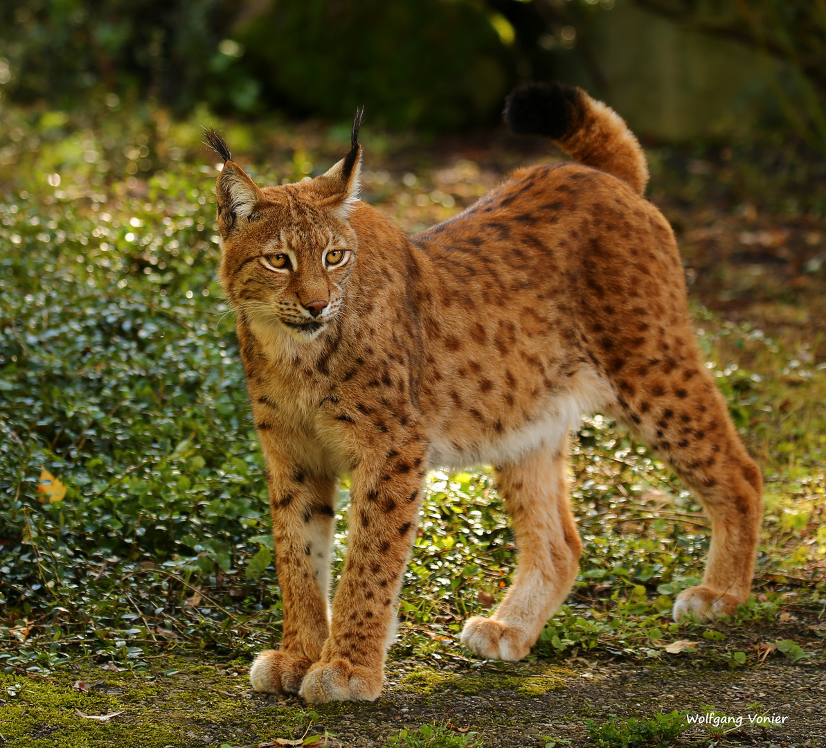 Luchs Foto & Bild | natur, zoo, tiere Bilder auf fotocommunity