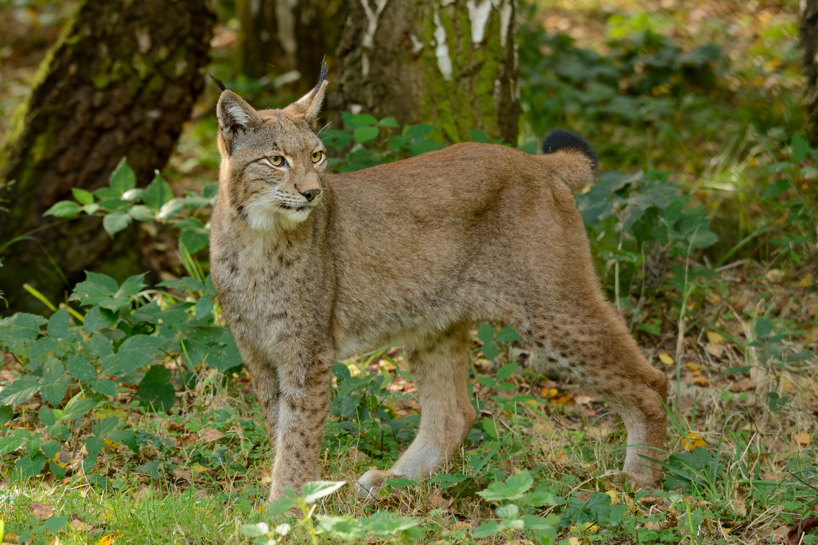Luchs Foto & Bild | natur, landschaft, zoo Bilder auf fotocommunity