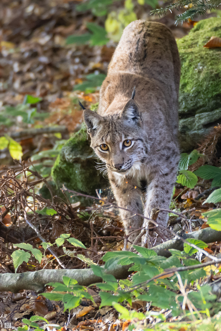 Luchs Foto & Bild | deutschland, europe, bayern Bilder auf fotocommunity