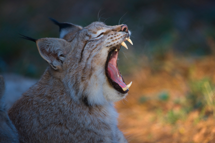 Luchs 4 Foto & Bild | tiere, zoo, wildpark & falknerei, natur Bilder ...