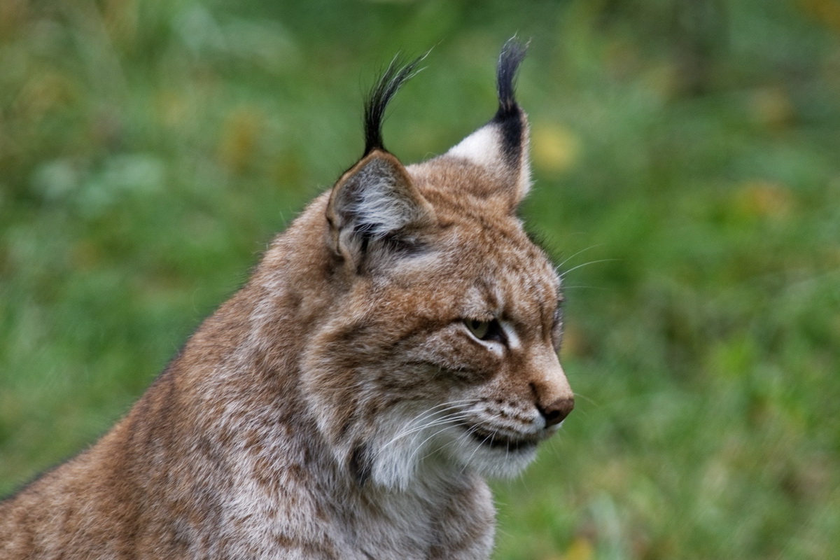 Luchs Foto & Bild | tiere, zoo, wildpark & falknerei, säugetiere Bilder ...