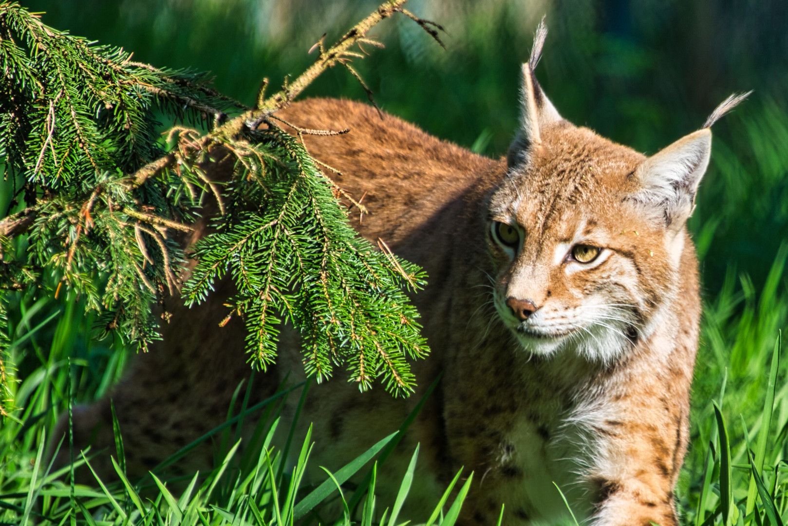 Luchs Foto & Bild | natur, zoo, nrw Bilder auf fotocommunity