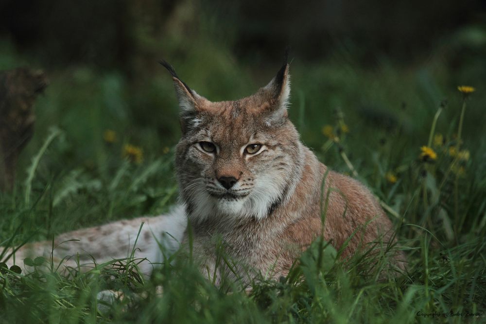 LUCHS Foto & Bild | tiere, zoo, wildpark & falknerei, säugetiere Bilder ...