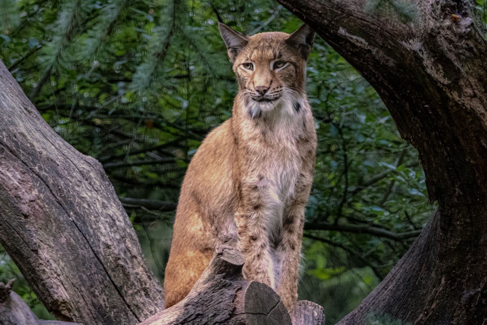 Luchs Foto & Bild | tiere, zoo, wildpark & falknerei, tiere wildpark ...