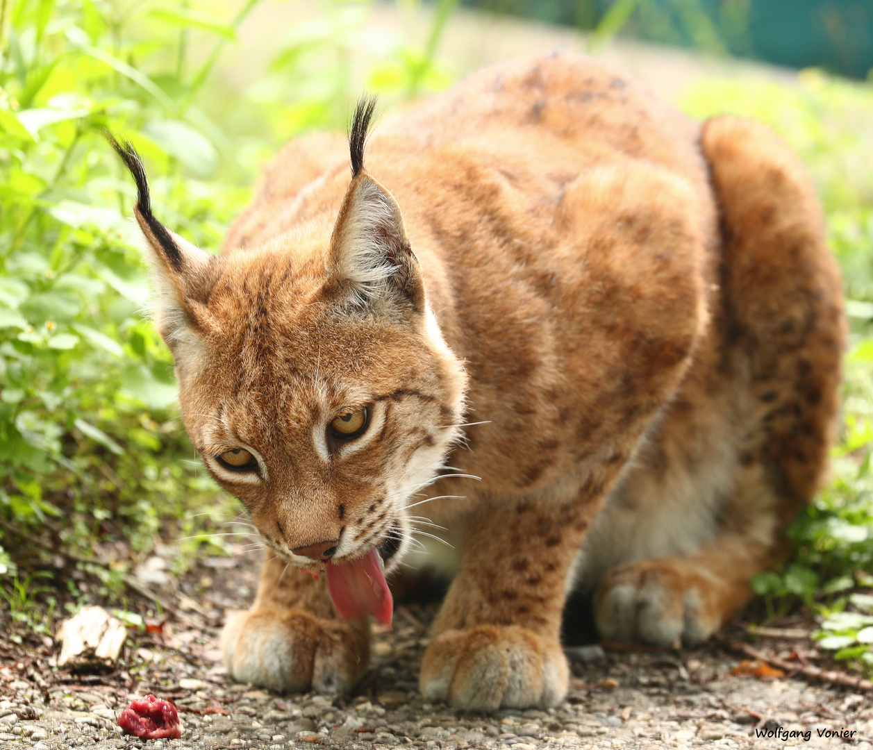 Luchs Foto & Bild | tiere, zoo, wildpark & falknerei, säugetiere Bilder ...