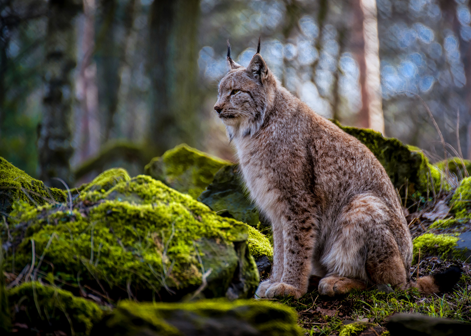 Luchs Foto & Bild | tiere, wildlife, säugetiere Bilder auf fotocommunity