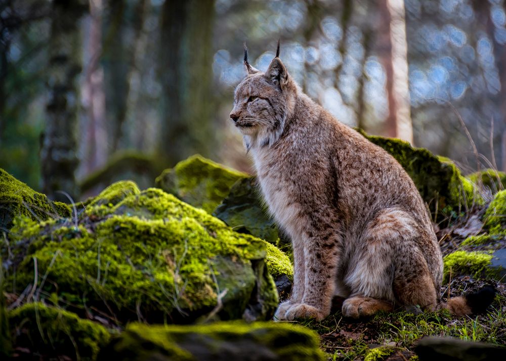 Luchs Foto & Bild | tiere, wildlife, säugetiere Bilder auf fotocommunity