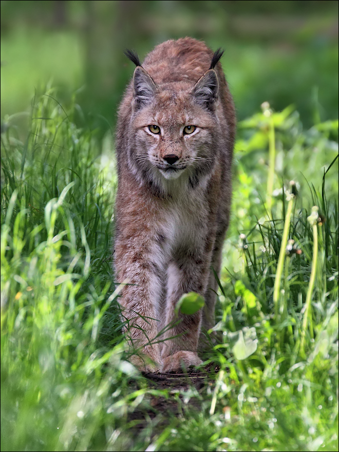 Luchs Foto & Bild | natur, zoo, tiere Bilder auf fotocommunity