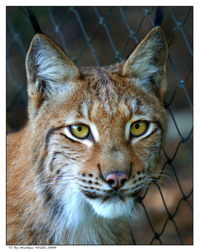 Luchs Foto & Bild | tiere, zoo, wildpark & falknerei, säugetiere Bilder ...
