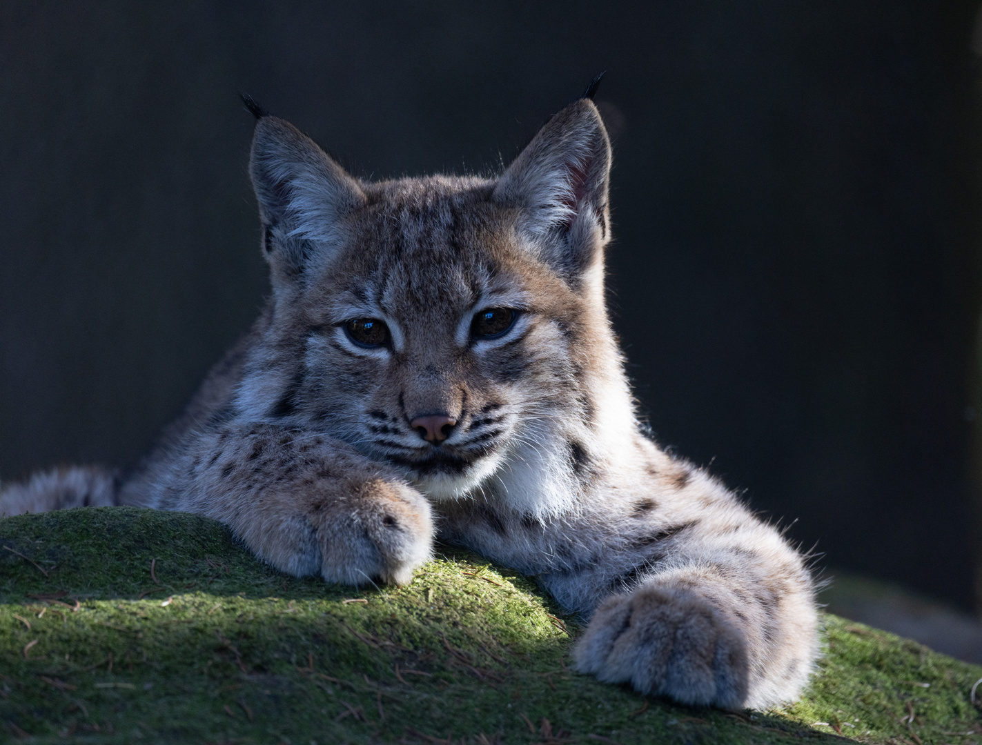 Luchs Foto & Bild | tiere, zoo, wildpark & falknerei, säugetiere Bilder ...