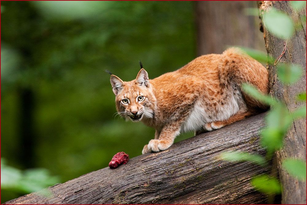 Luchs Foto & Bild | tiere, wildlife, säugetiere Bilder auf fotocommunity