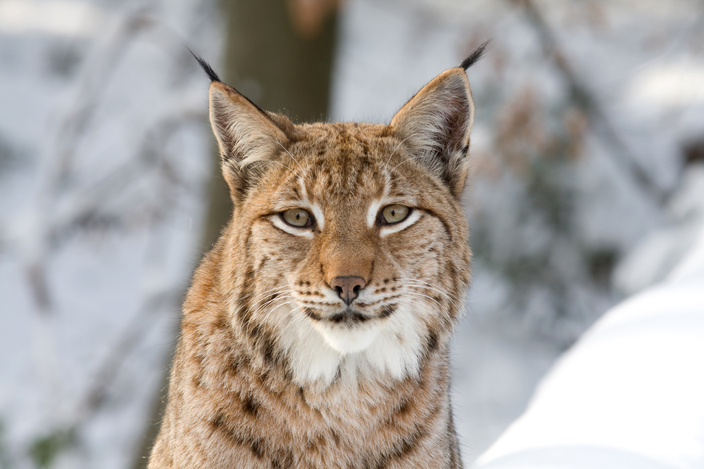 Luchs Foto & Bild | tiere, zoo, wildpark & falknerei, säugetiere Bilder ...