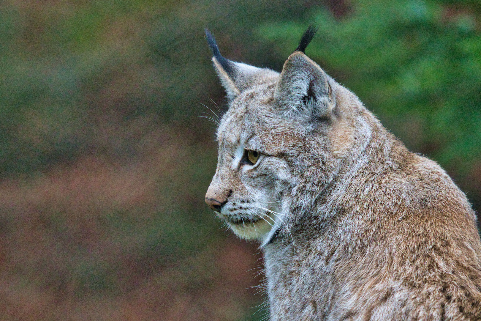 Luchs Foto & Bild | Bilder auf fotocommunity