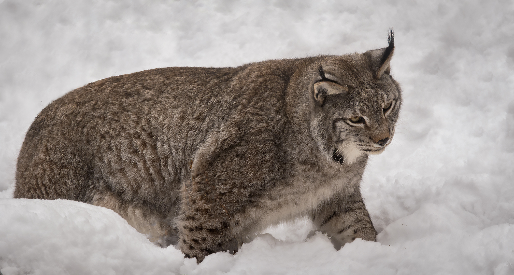 Luchs Foto & Bild | jahreszeiten, winter, schnee Bilder auf fotocommunity