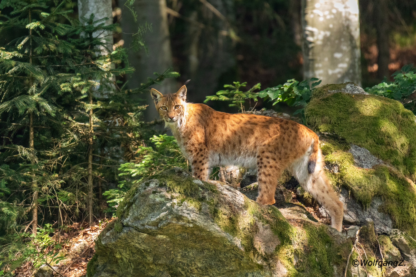 Luchs Foto & Bild | tiere, zoo, wildpark & falknerei, säugetiere Bilder ...