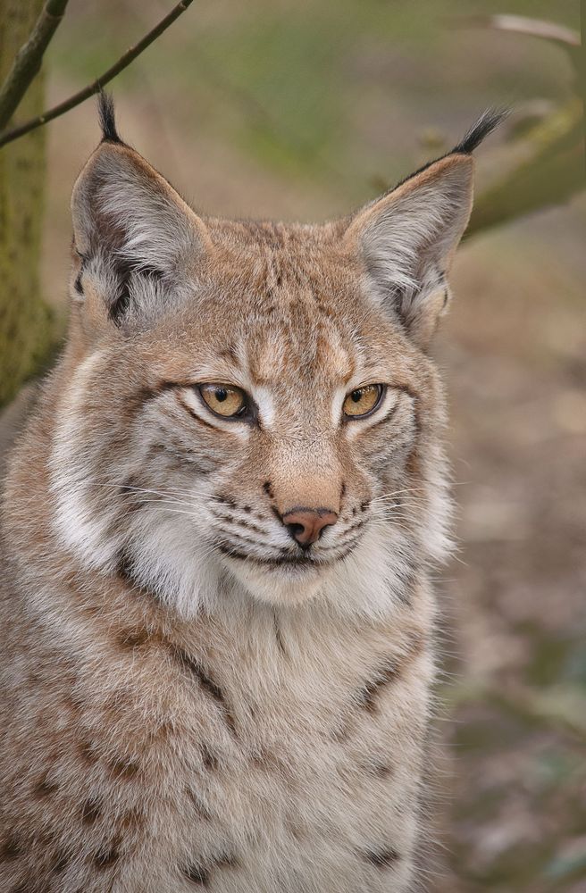 Luchs Foto & Bild | tiere, zoo, wildpark & falknerei, säugetiere Bilder ...