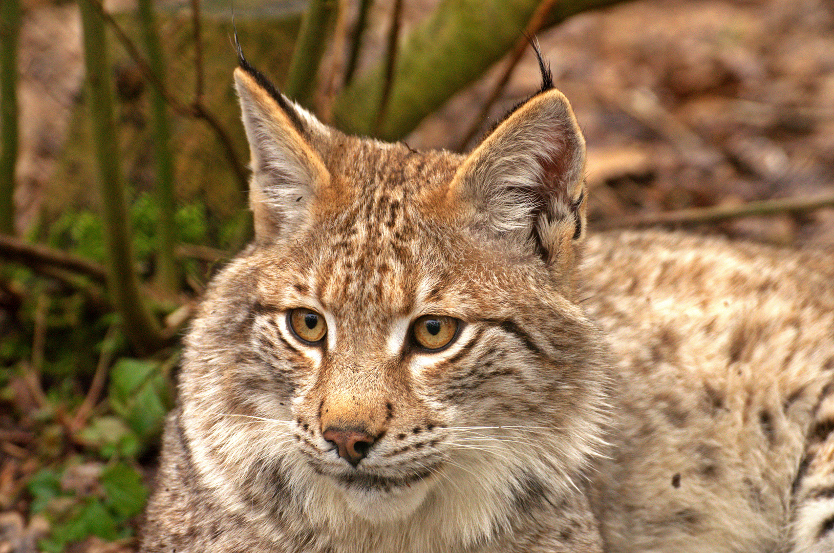 Luchs Foto & Bild | tiere, zoo, wildpark & falknerei, säugetiere Bilder ...