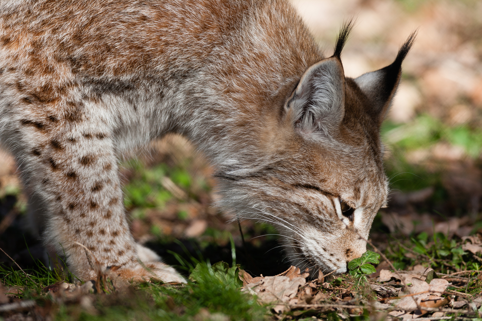 Luchs Foto & Bild | natur, tiere, luchs Bilder auf fotocommunity