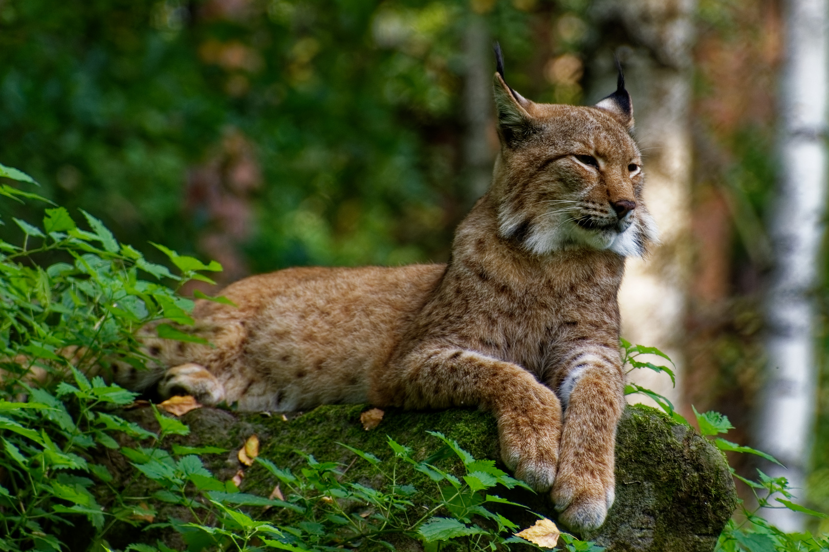 Luchs Foto & Bild | tiere, zoo, wildpark & falknerei, säugetiere Bilder ...