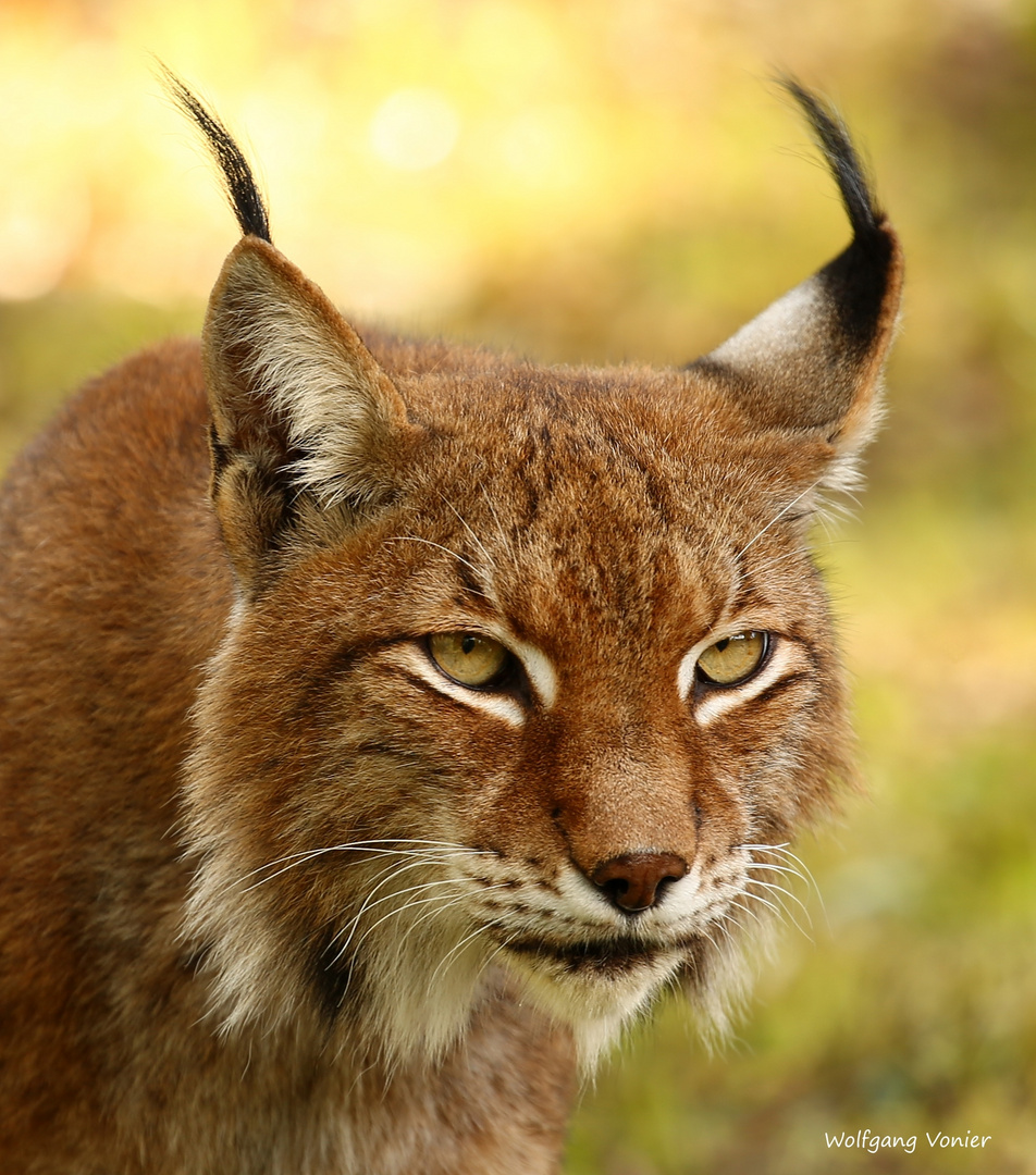 Luchs Foto & Bild | natur, nahaufnahme, zoo Bilder auf fotocommunity