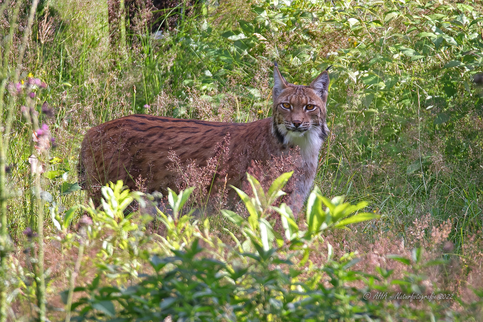 Luchs Foto & Bild | natur, tiere, raubtiere Bilder auf fotocommunity