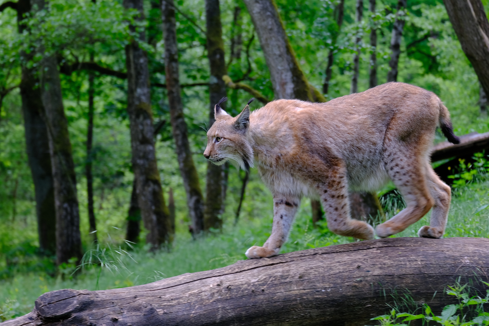 Luchs Ballance Foto & Bild | tiere, zoo, wildpark & falknerei ...