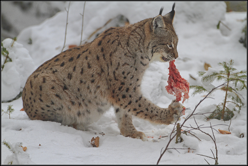 Luchs beim fressen Foto & Bild | tiere, natur Bilder auf fotocommunity