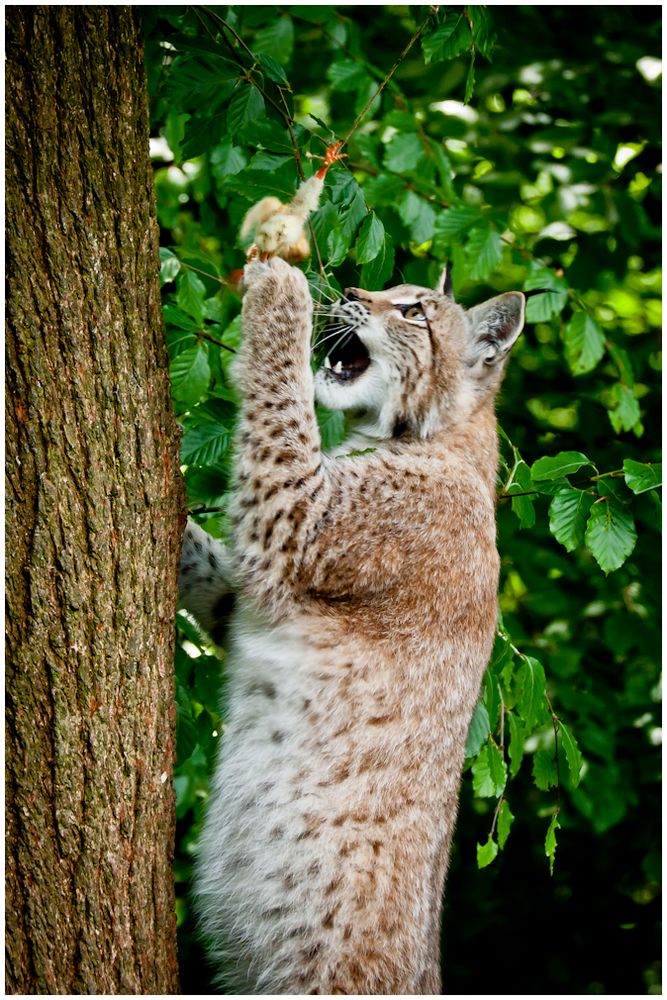 Luchs beim jagen Foto & Bild | tiere, zoo, wildpark & falknerei, natur ...