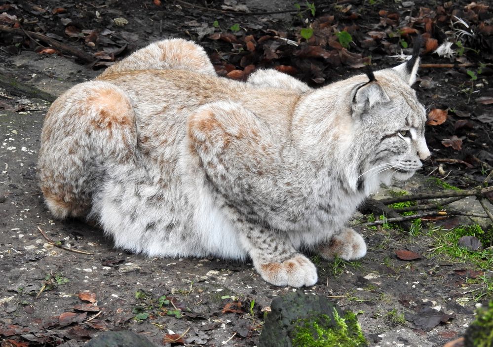 Luchs Foto & Bild | tiere, zoo, wildpark & falknerei, säugetiere Bilder ...