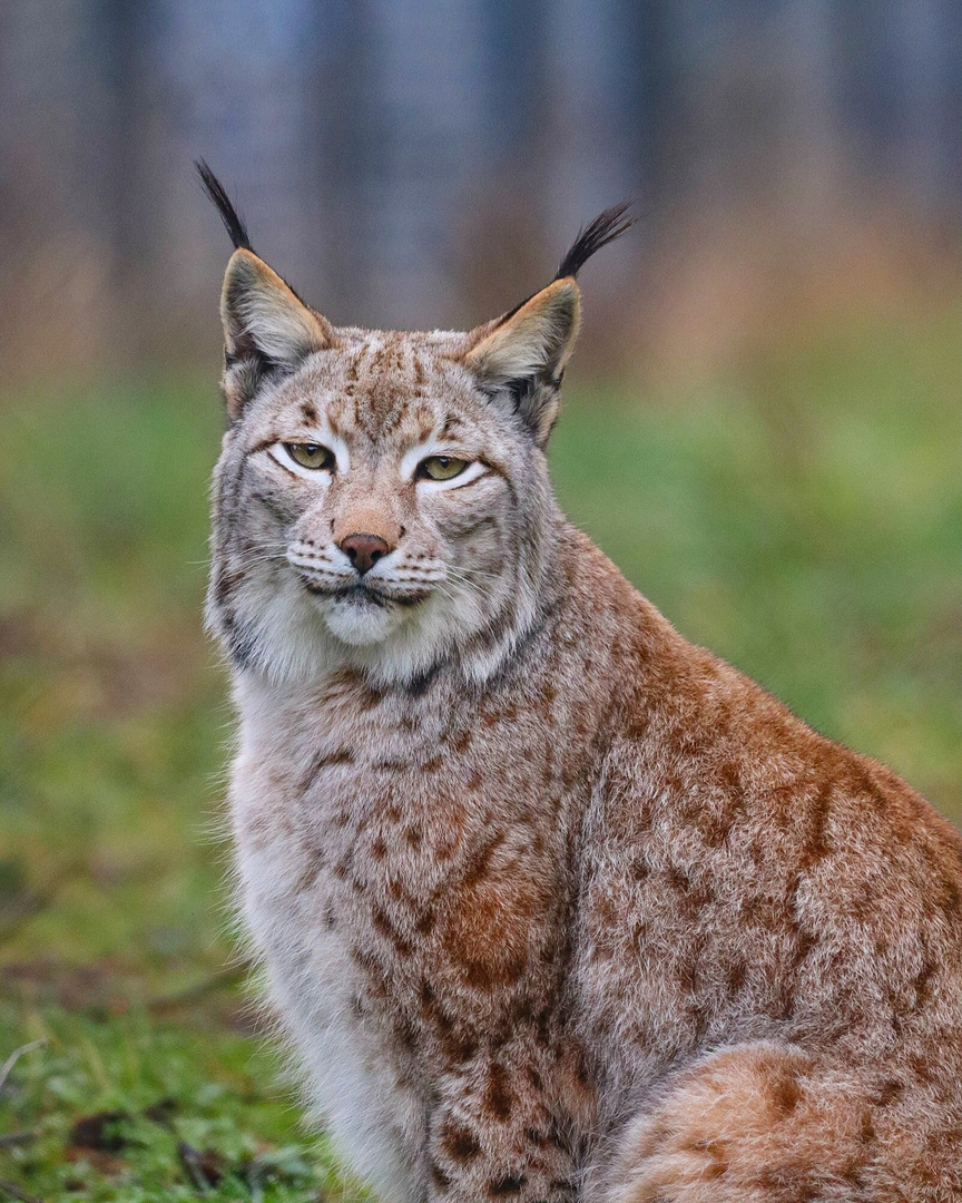 Luchs Foto & Bild | tiere, zoo, wildpark & falknerei, säugetiere Bilder ...