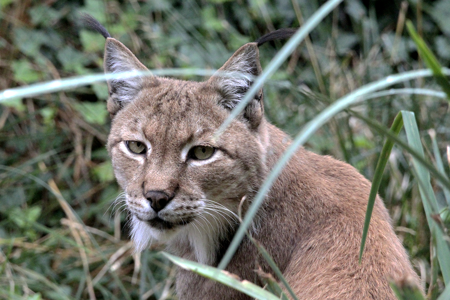 Luchs Foto & Bild | sommer, natur, katze Bilder auf fotocommunity