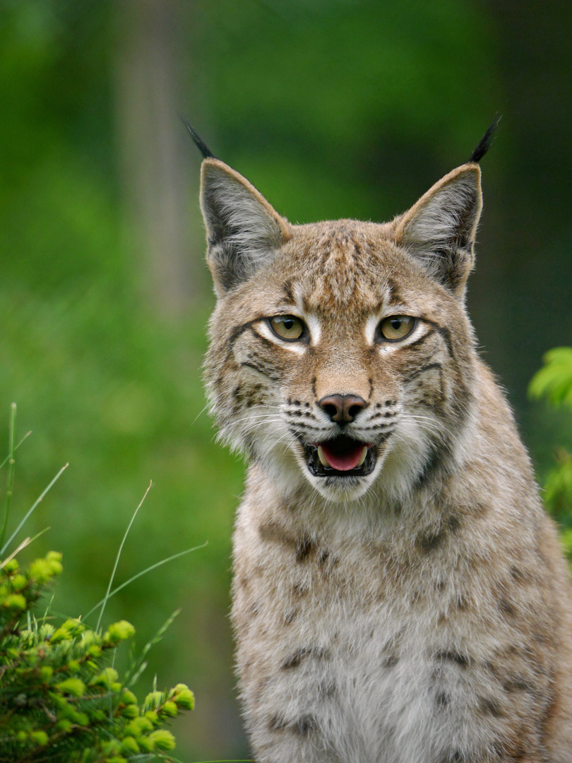 Luchs Foto & Bild | natur, katze, zoo Bilder auf fotocommunity