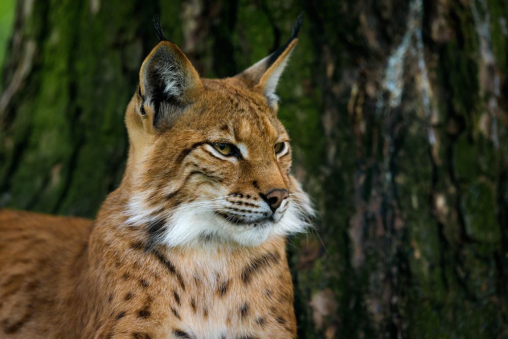 "Luchs" Foto & Bild | tiere, natur Bilder auf fotocommunity
