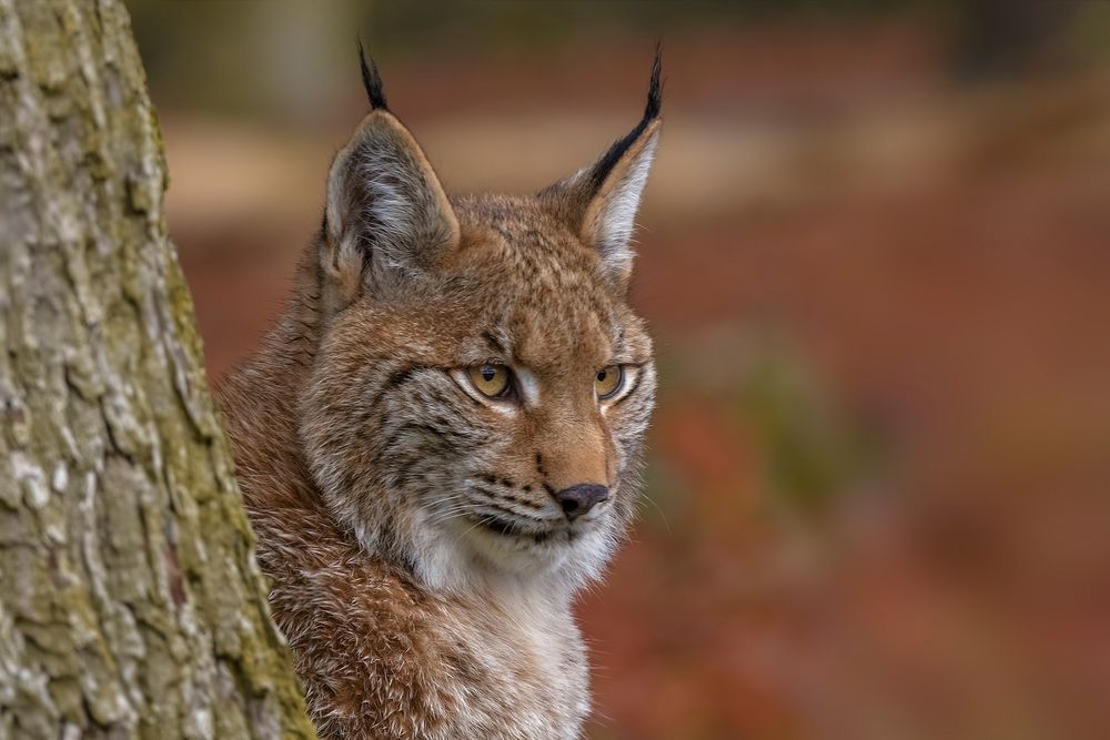 Luchs Foto & Bild | tiere, zoo, wildpark & falknerei, säugetiere Bilder ...