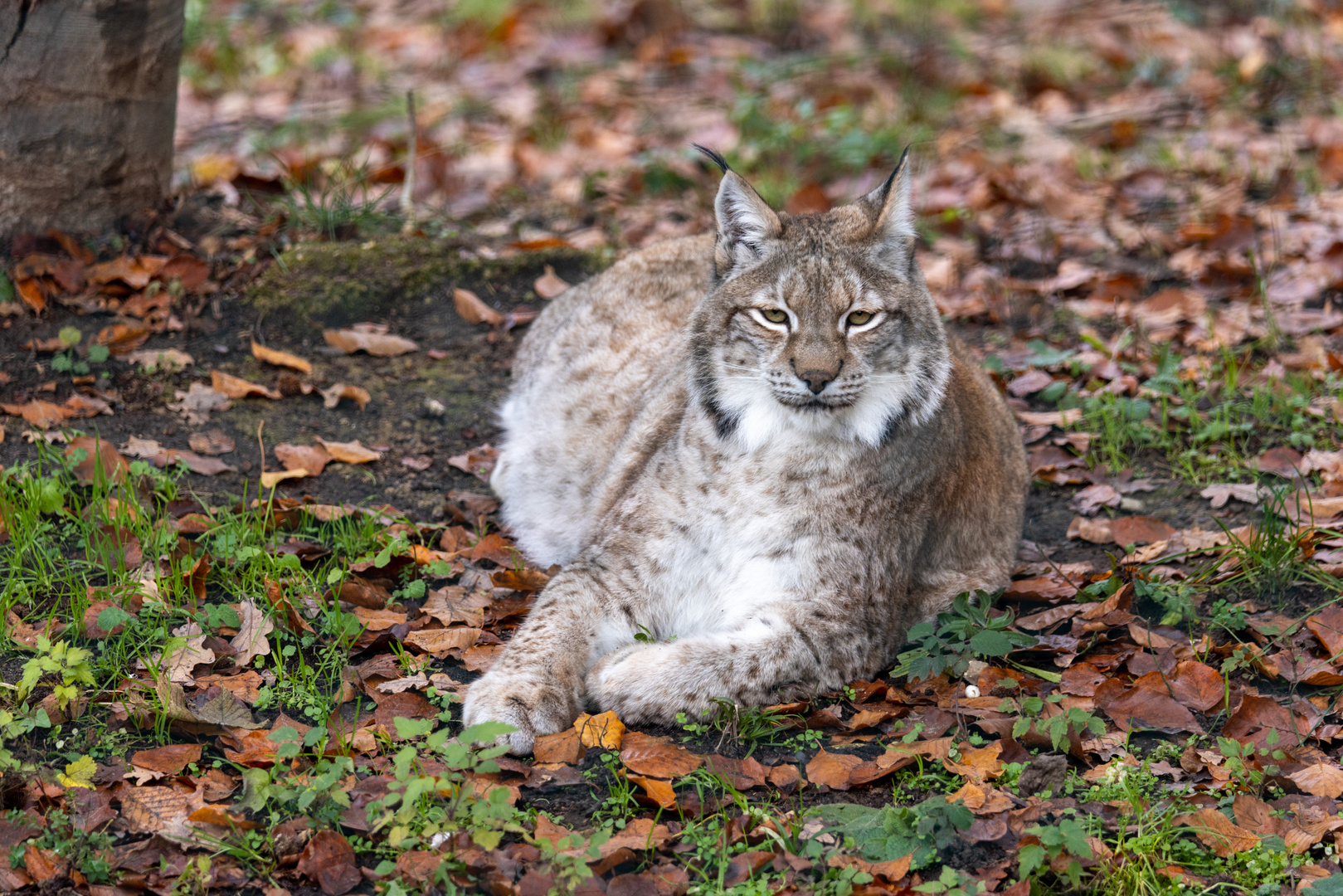 Luchs Foto & Bild | tiere, zoo, wildpark & falknerei, säugetiere Bilder ...