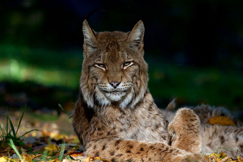 Luchs Foto & Bild | fotos, natur, herbst Bilder auf fotocommunity