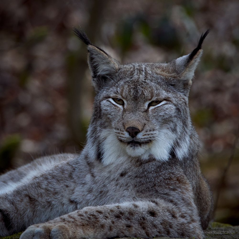 Luchs Foto & Bild | tiere, zoo, wildpark & falknerei, frühling Bilder ...