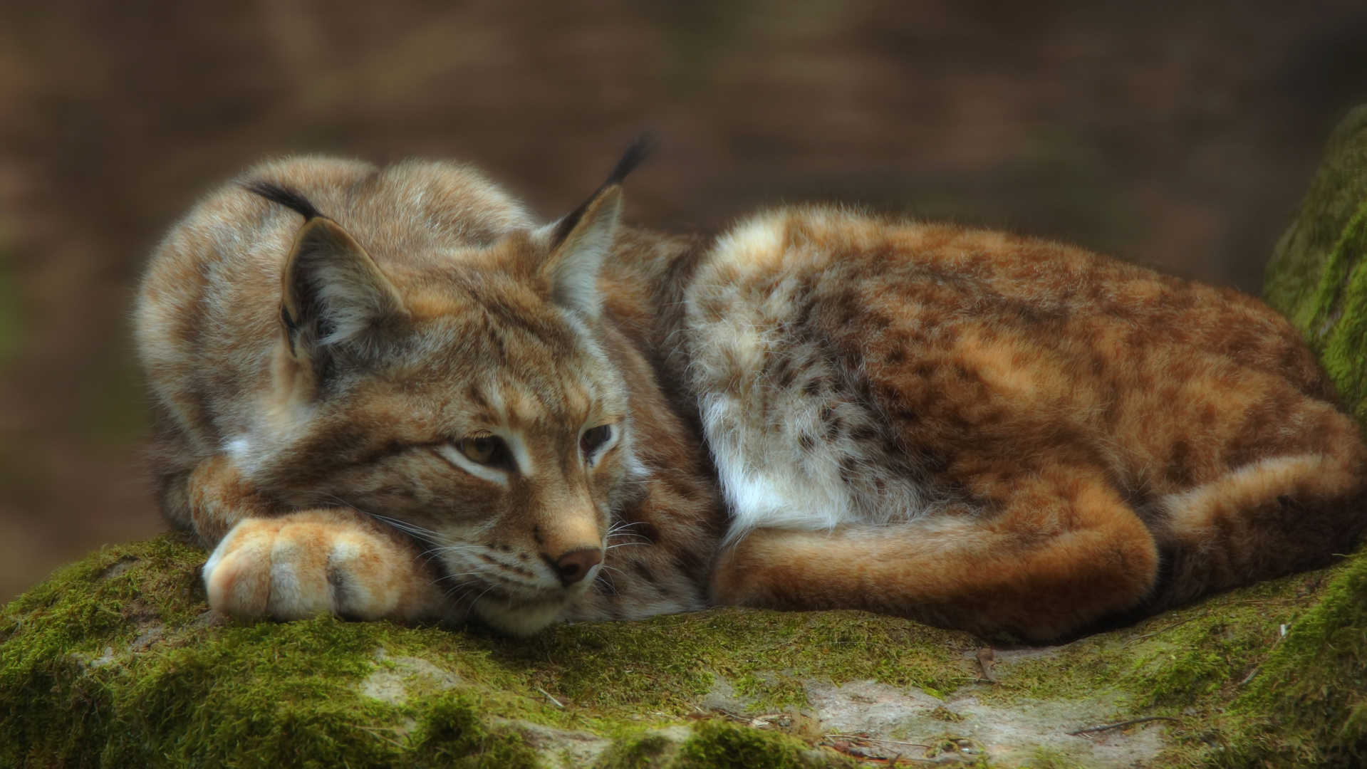 Luchs Foto & Bild | natur, katze, tier Bilder auf fotocommunity