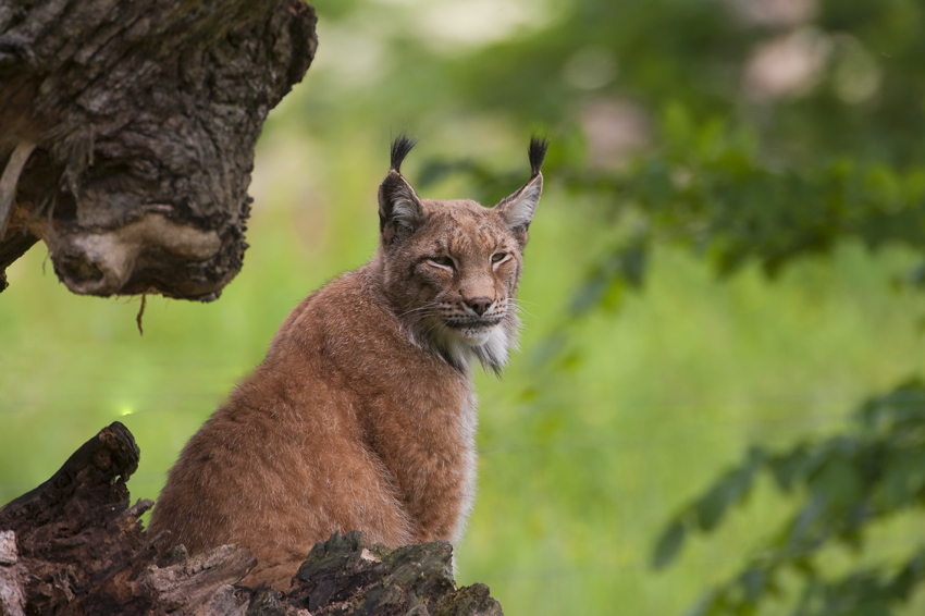 Luchs - der Jäger auf leisen Pfoten Foto & Bild | tiere, natur Bilder ...