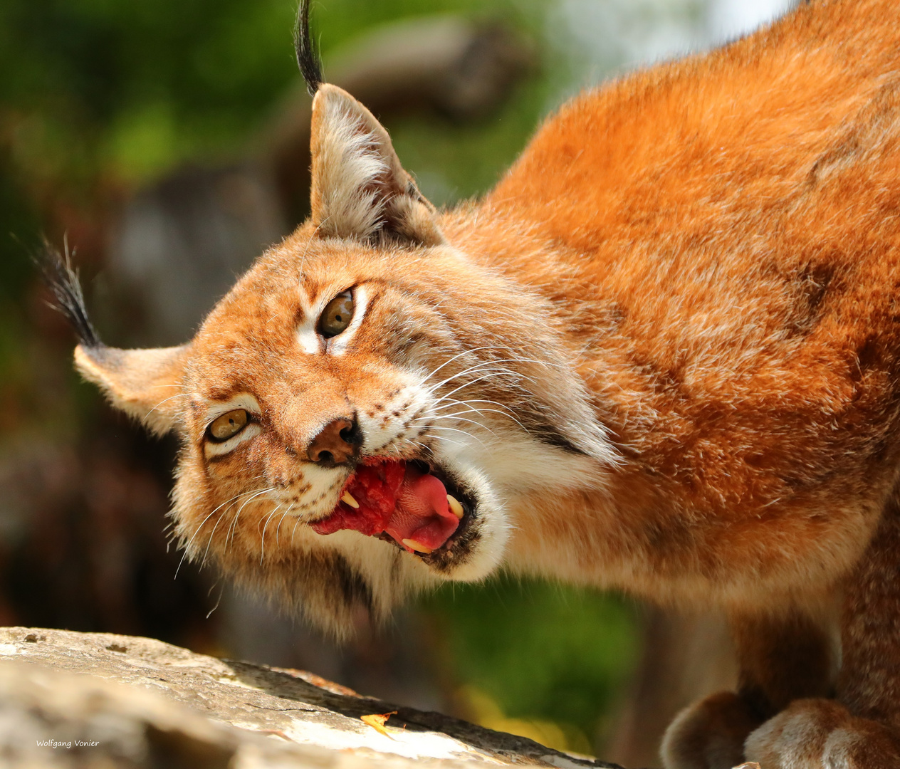 Luchs Foto & Bild | tiere, zoo, wildpark & falknerei, säugetiere Bilder ...