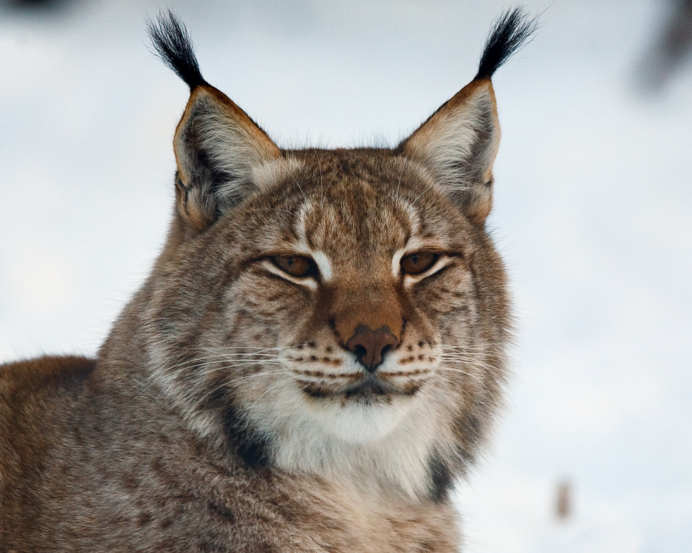 Luchs Foto & Bild | winter, schnee, berlin Bilder auf fotocommunity